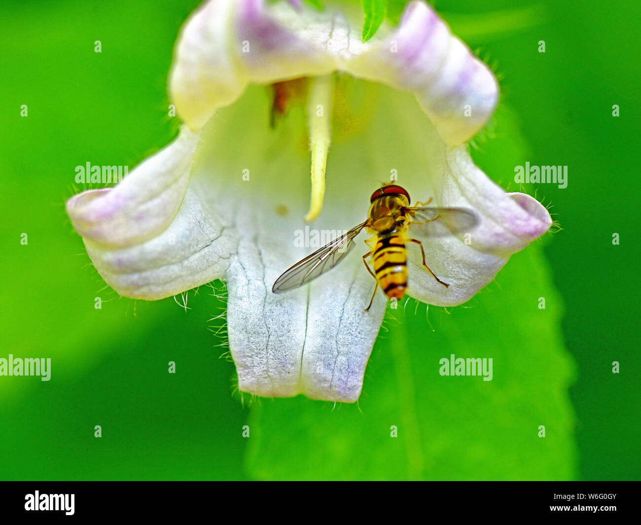 Single lone bee wasp fertilising flower with dramatic white leaves ...