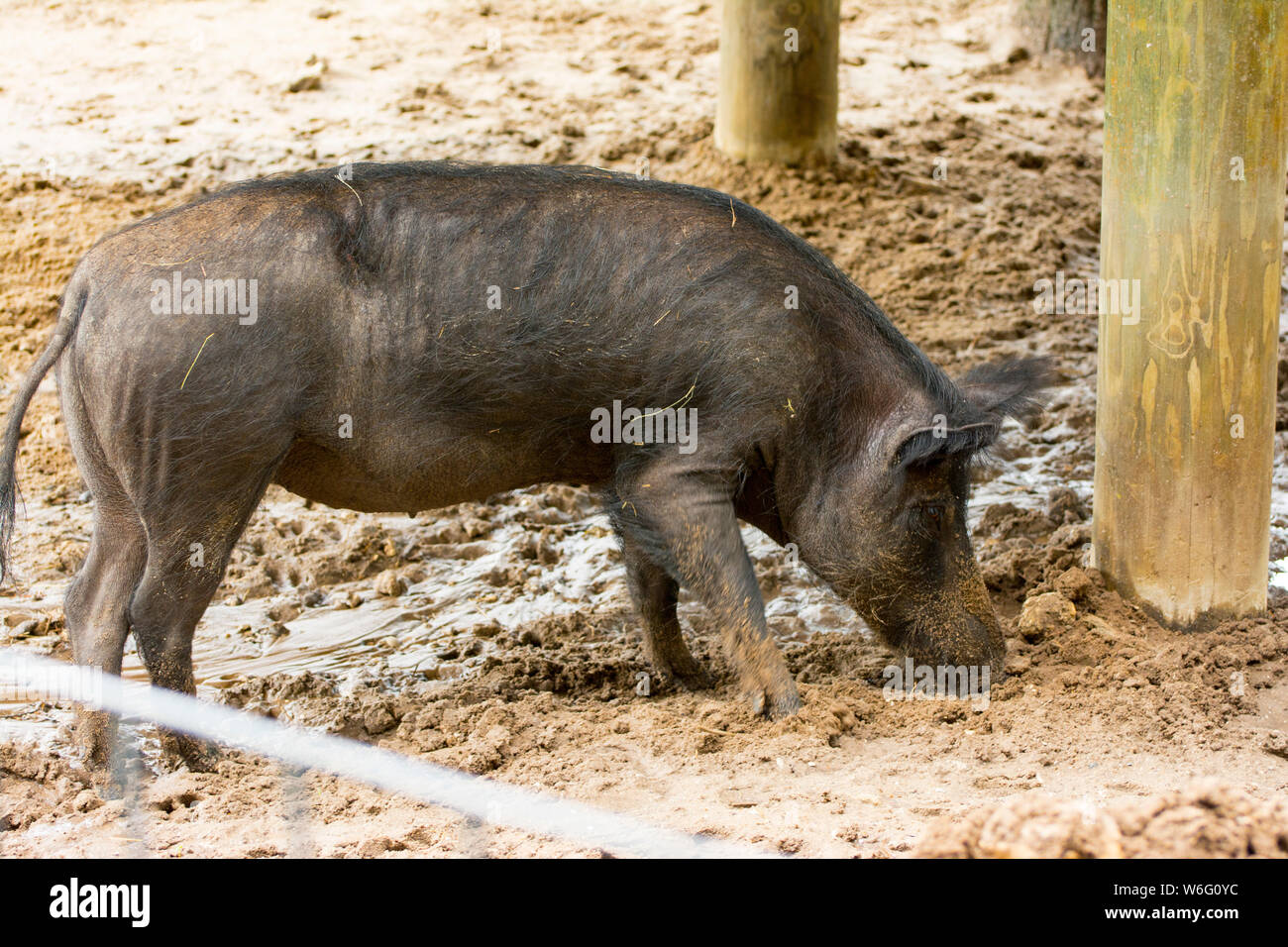 Pig In Mud High Resolution Stock Photography and Images - Alamy