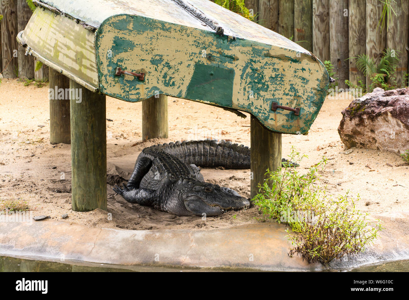 Alligator Under A Boat Stock Photo - Alamy