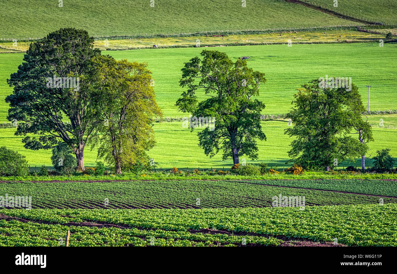 Potato tree hi-res stock photography and images - Alamy