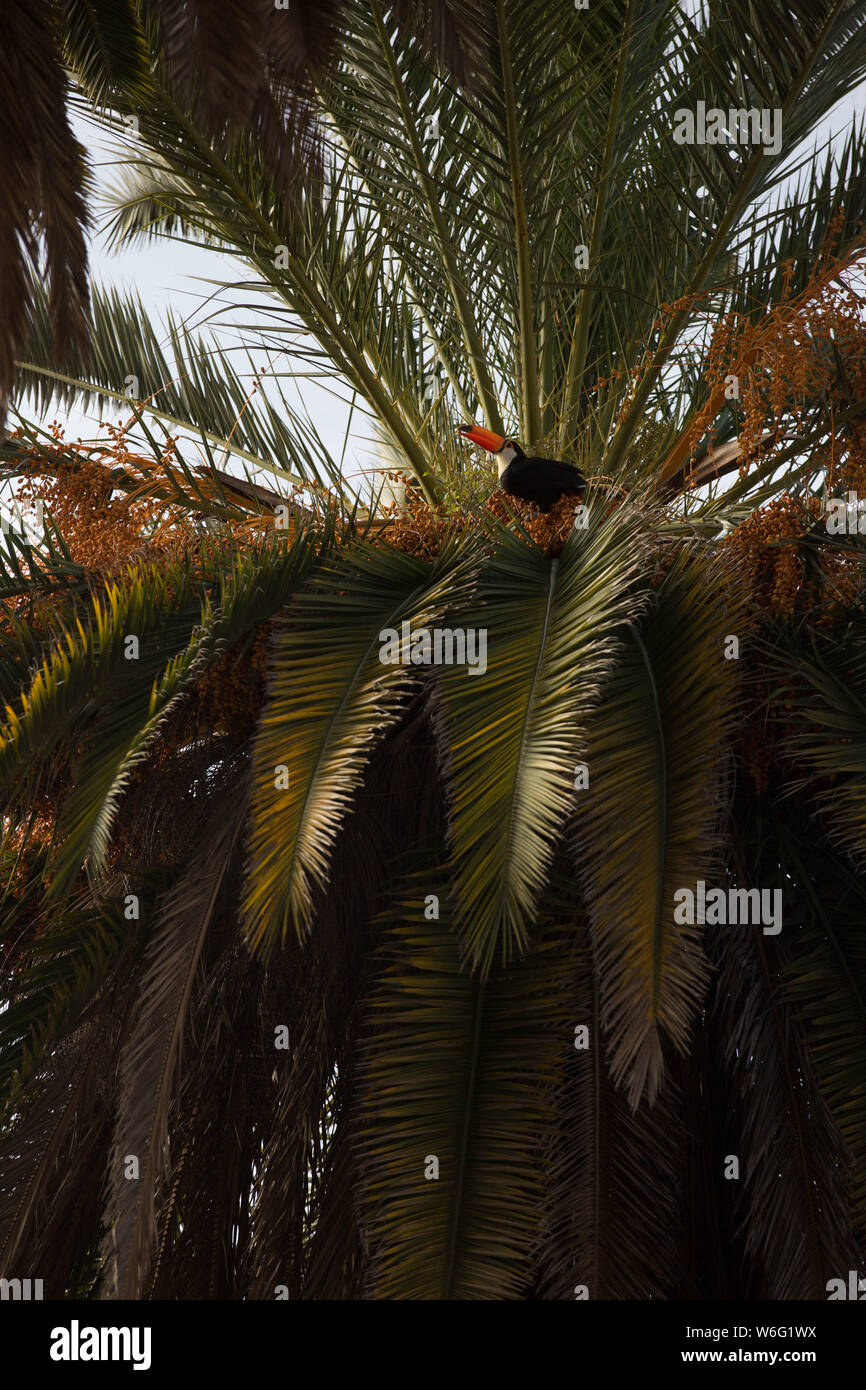 Toucans in jungle hi-res stock photography and images - Alamy