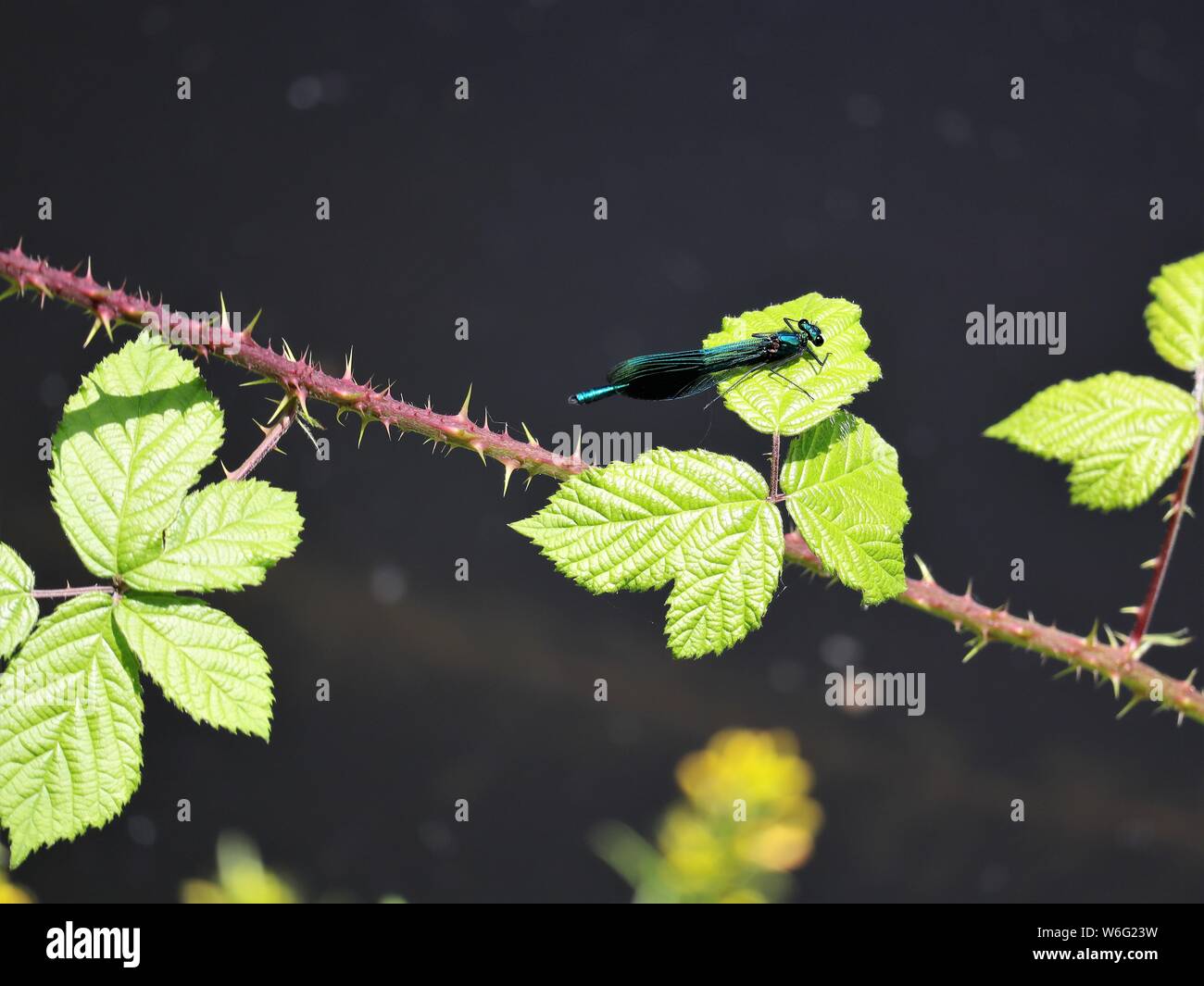 Dead head flies hi-res stock photography and images - Alamy