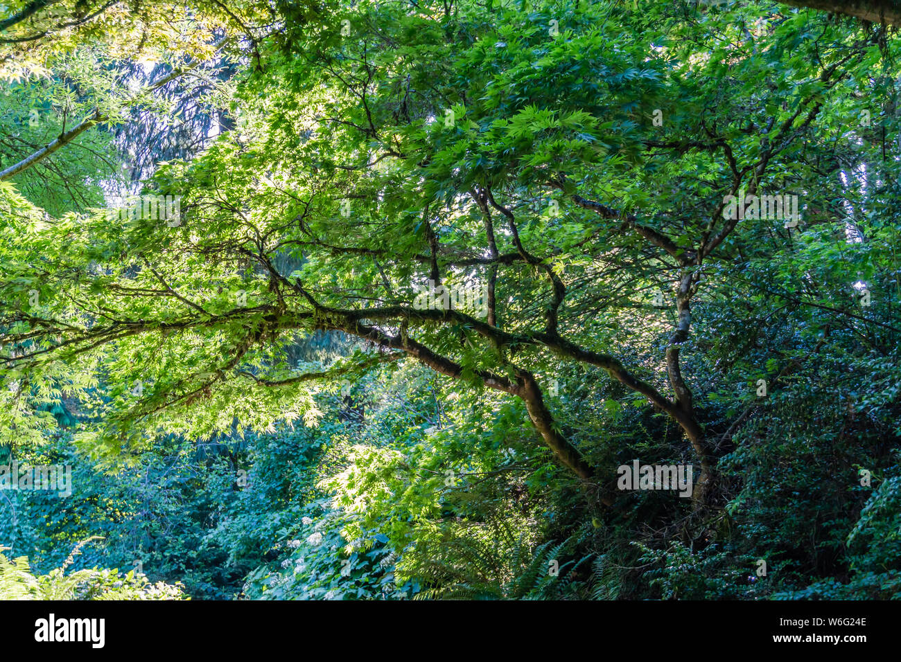A view of a Japanese Maple tree at the Seattle Arboretum Stock Photo ...
