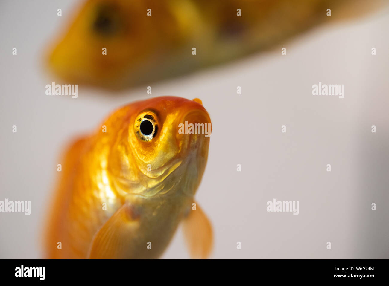 Goldfish closeup in aqarium on white background Stock Photo - Alamy