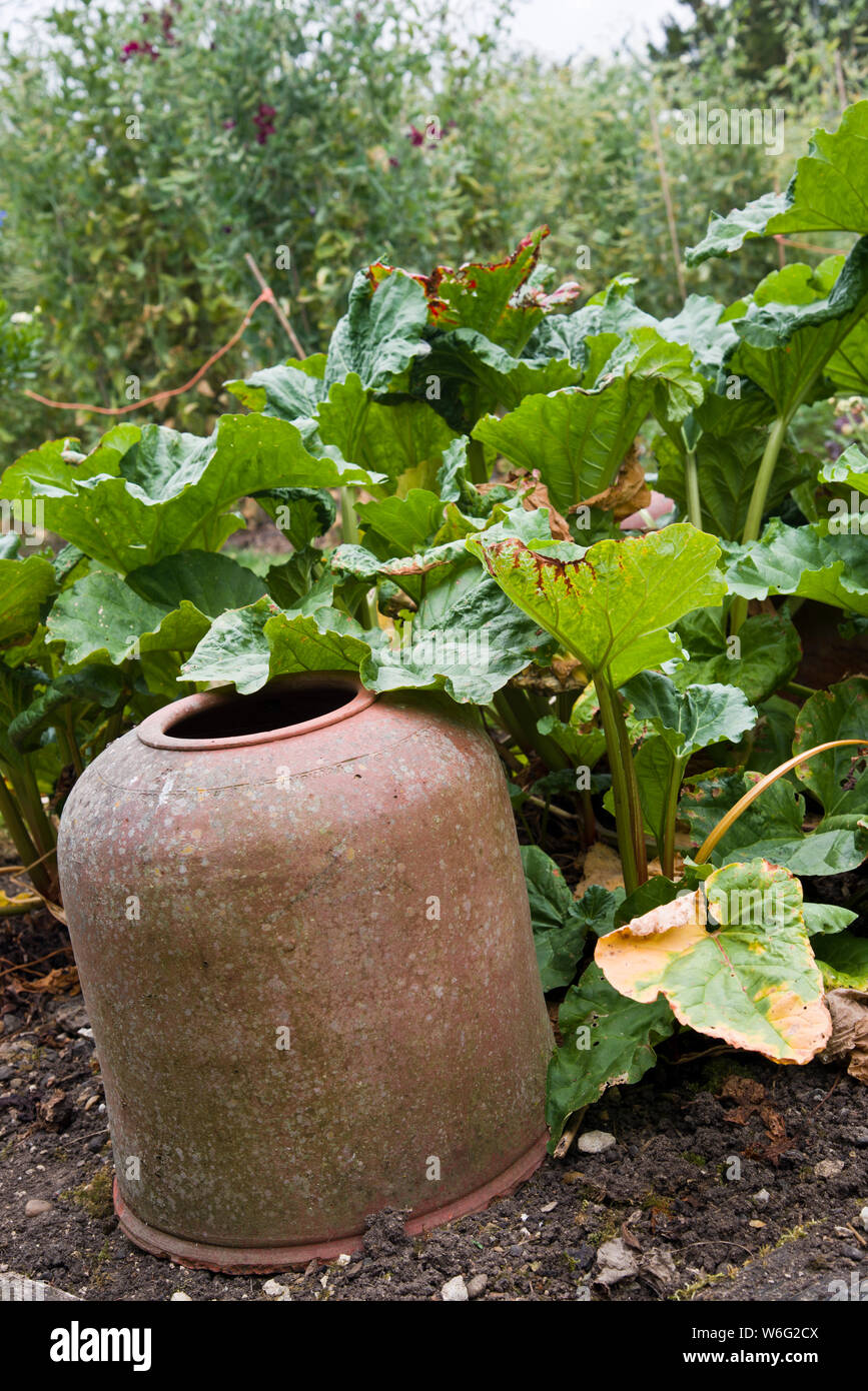 Forcing pot growing rhubarb hi-res stock photography and images - Alamy