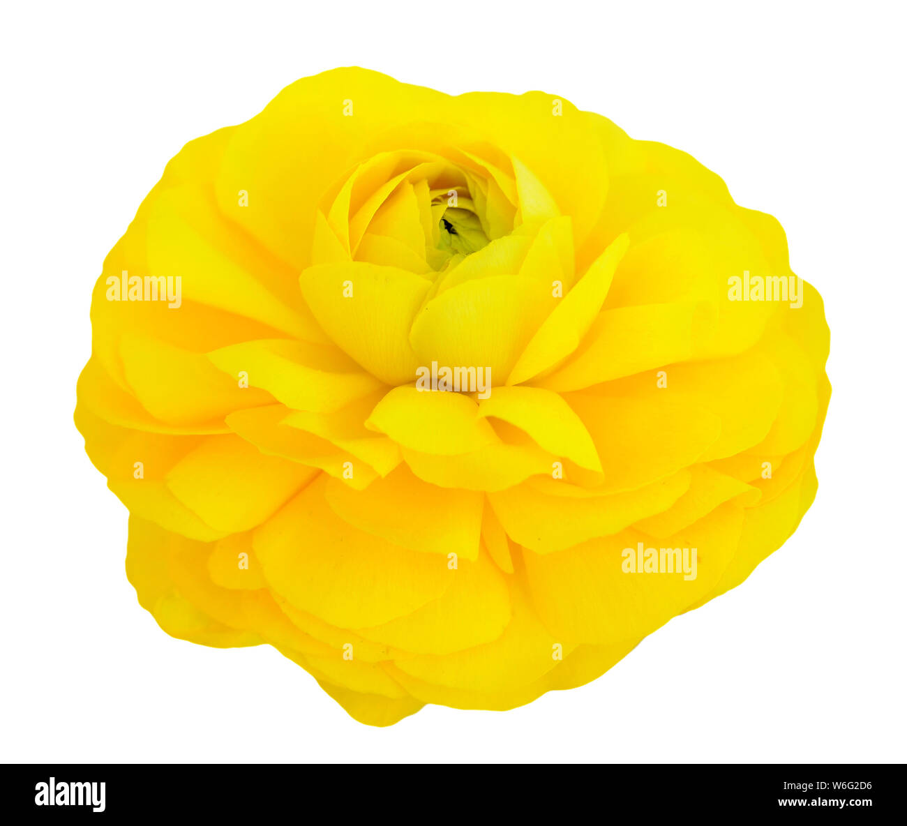 single yellow buttercup isolated on white background Stock Photo - Alamy