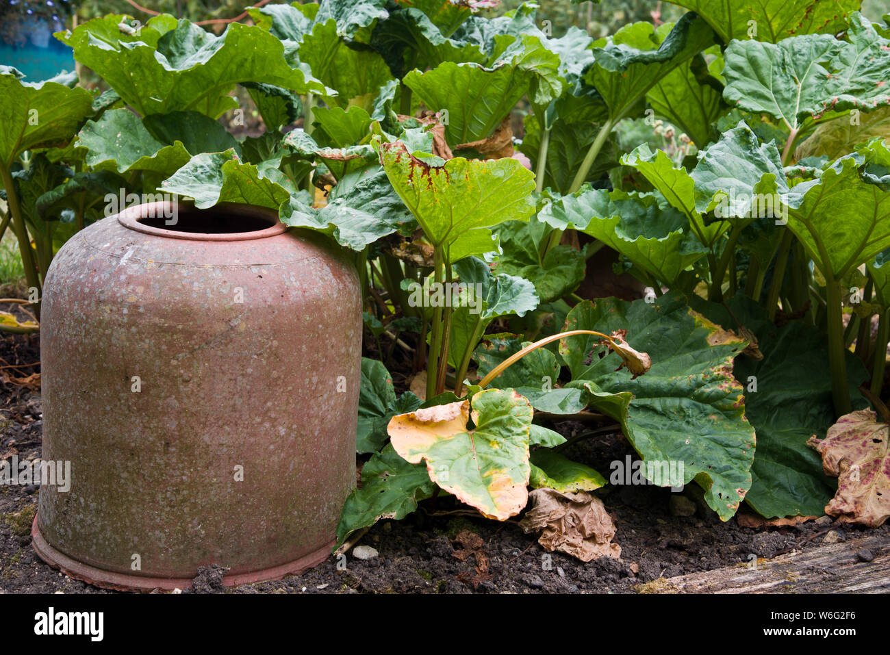 Terracotta rhubarb forcing pot in a bed of rhubarb Stock Photo - Alamy