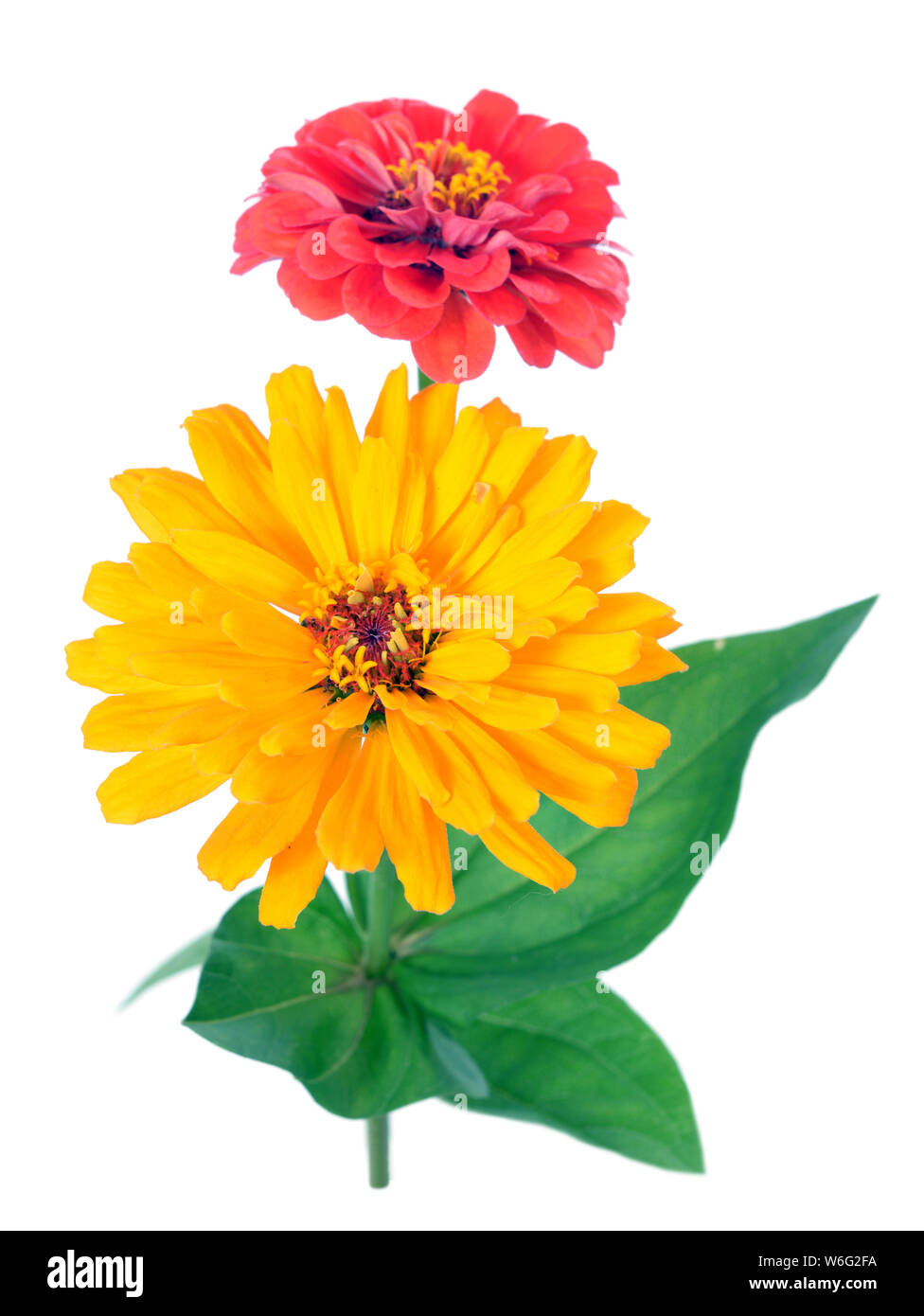 two zinnia flower isolated on white background Stock Photo - Alamy