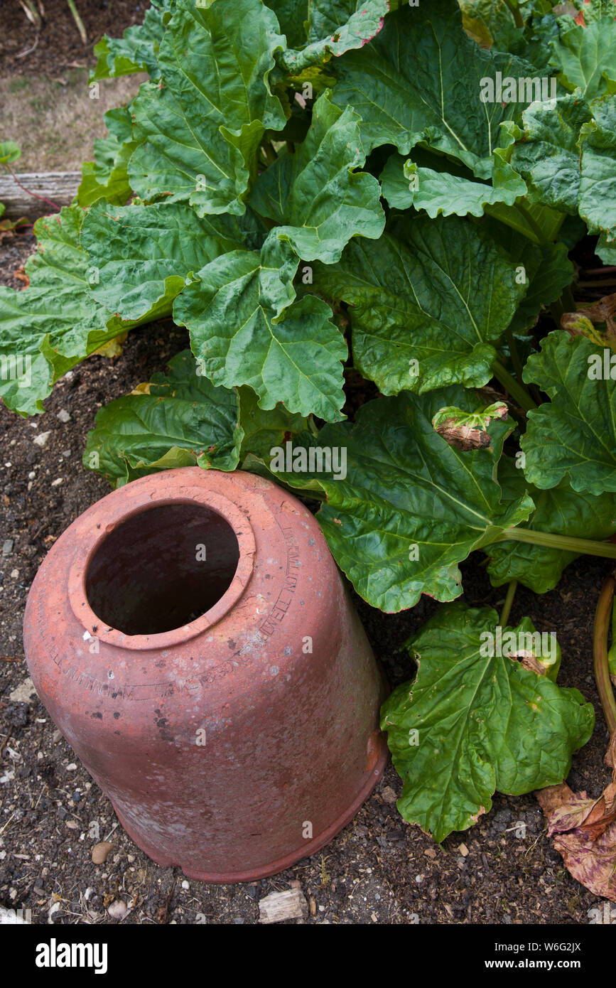 Terracotta rhubarb forcing pot in a bed of rhubarb Stock Photo - Alamy