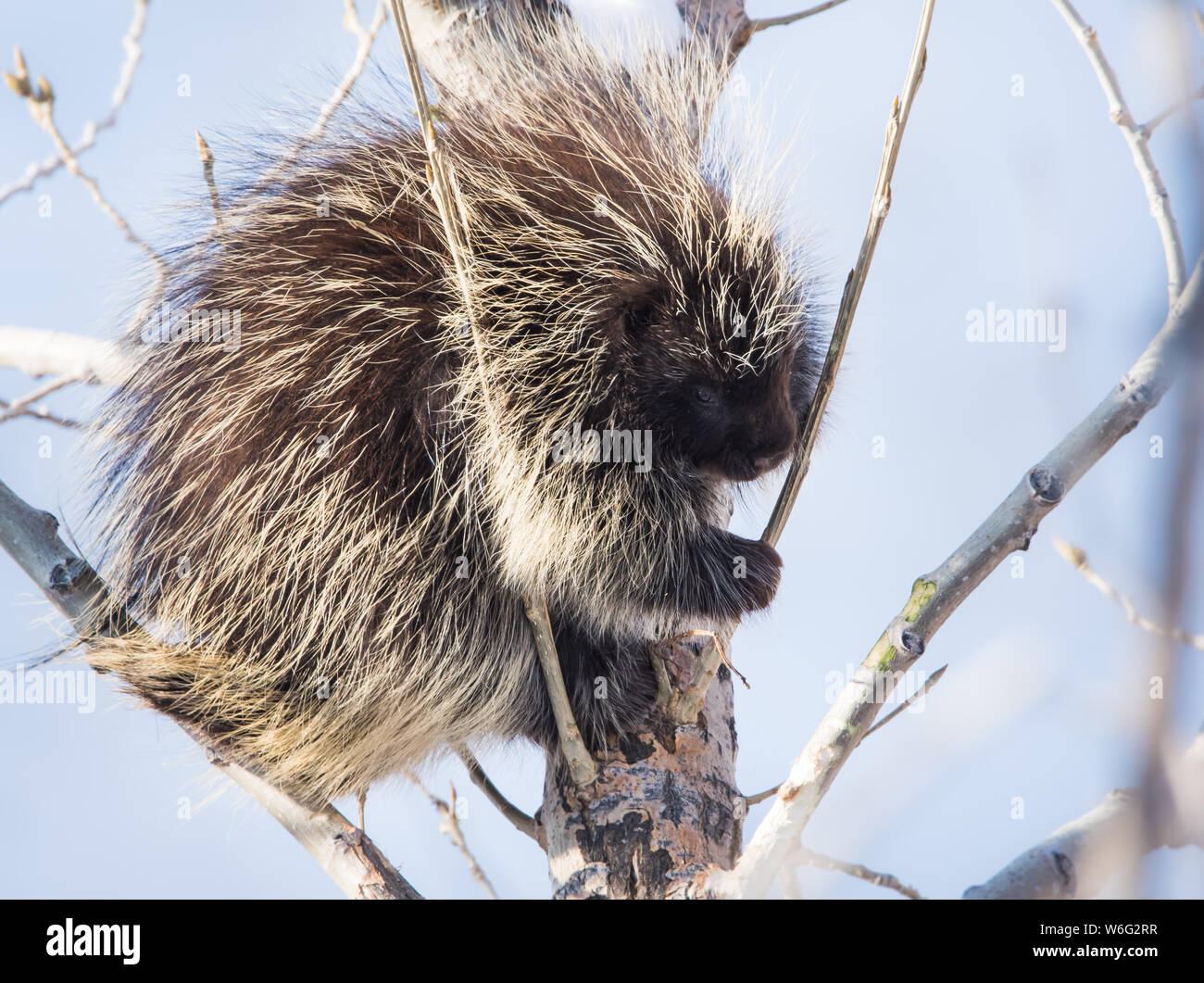 Porcupine in the wild Stock Photo - Alamy