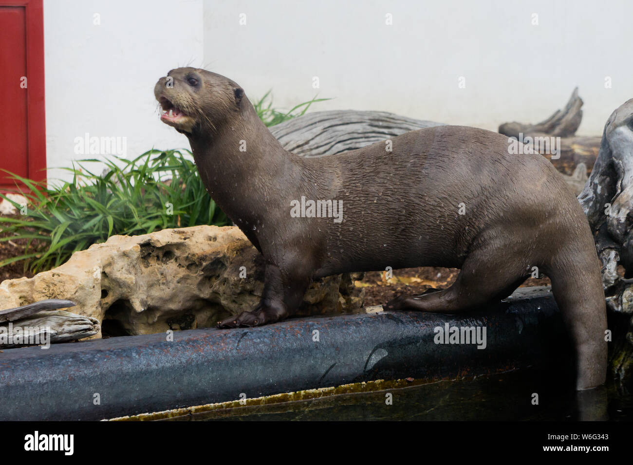Otter tail hi-res stock photography and images - Alamy