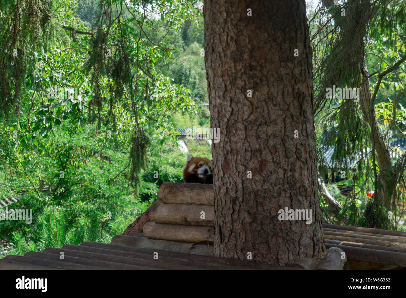 Cute little red panda behind a tree Stock Photo - Alamy