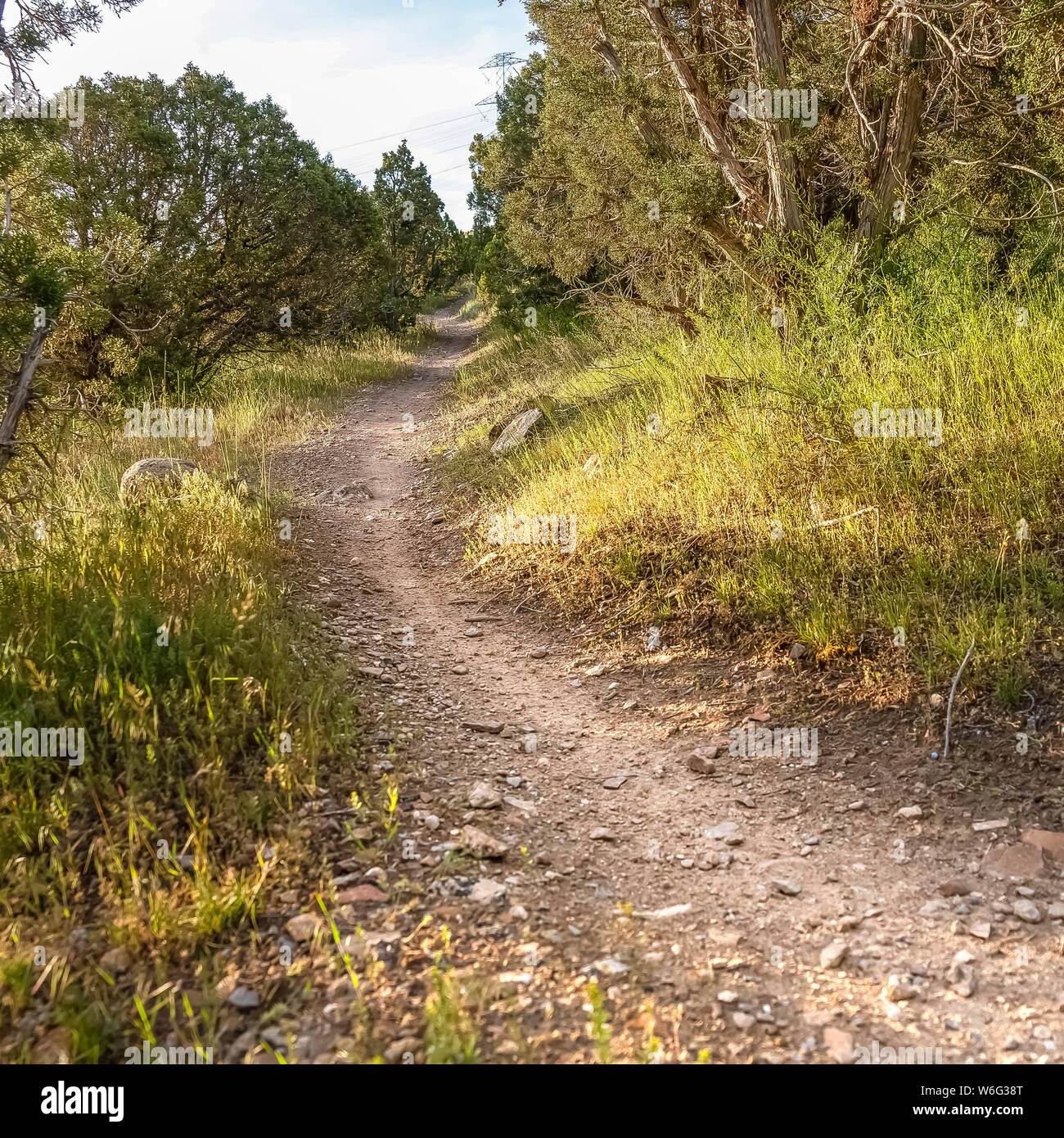 Square Narrow dirt road amid grasses and trees with view of bright sky ...