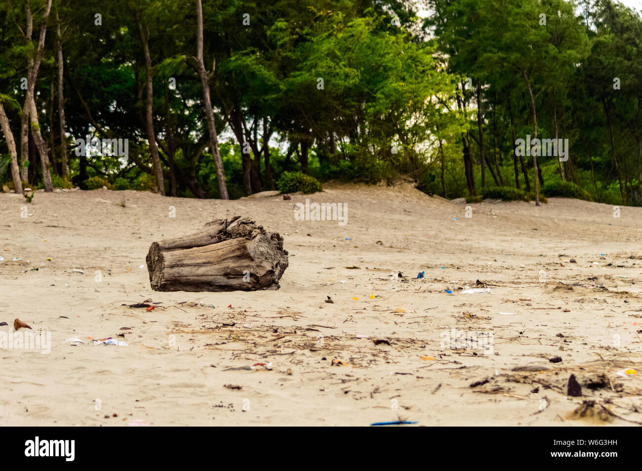 tree steam lying on the beach Stock Photo - Alamy