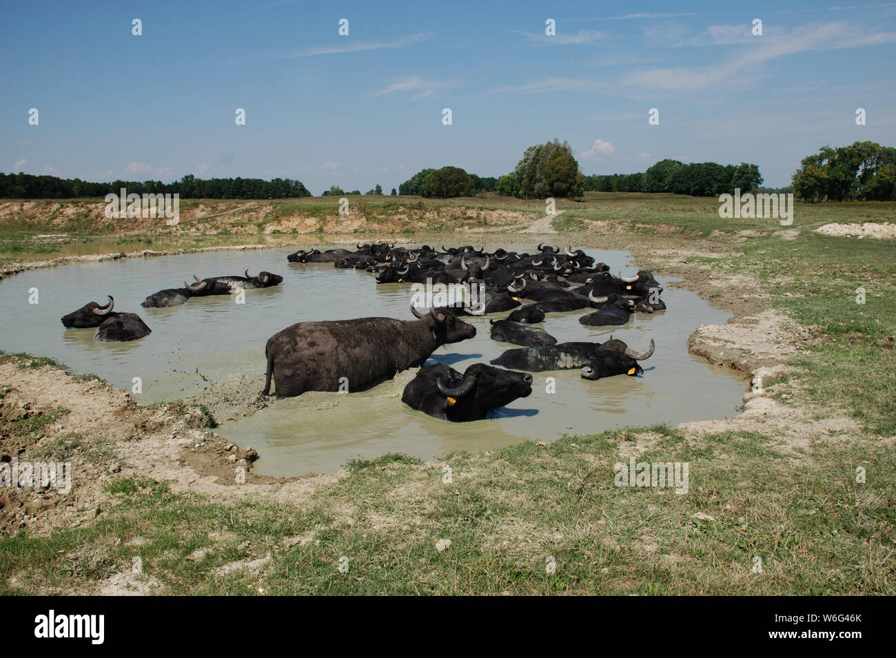 Water buffalo wallow in a pool of mud at a buffalo reserve in Hungary ...