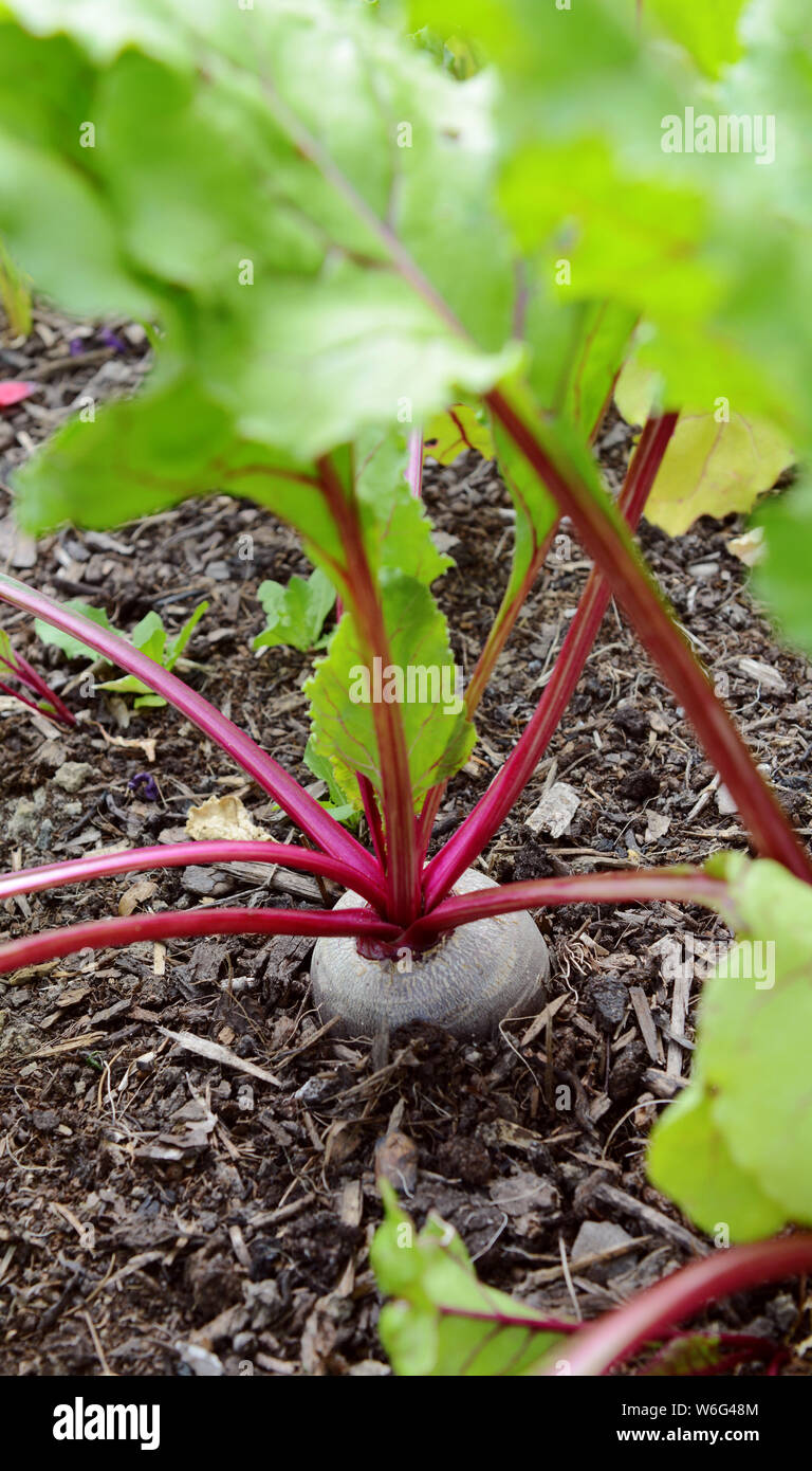 Beetroot with stalk and leaves hi-res stock photography and images - Alamy