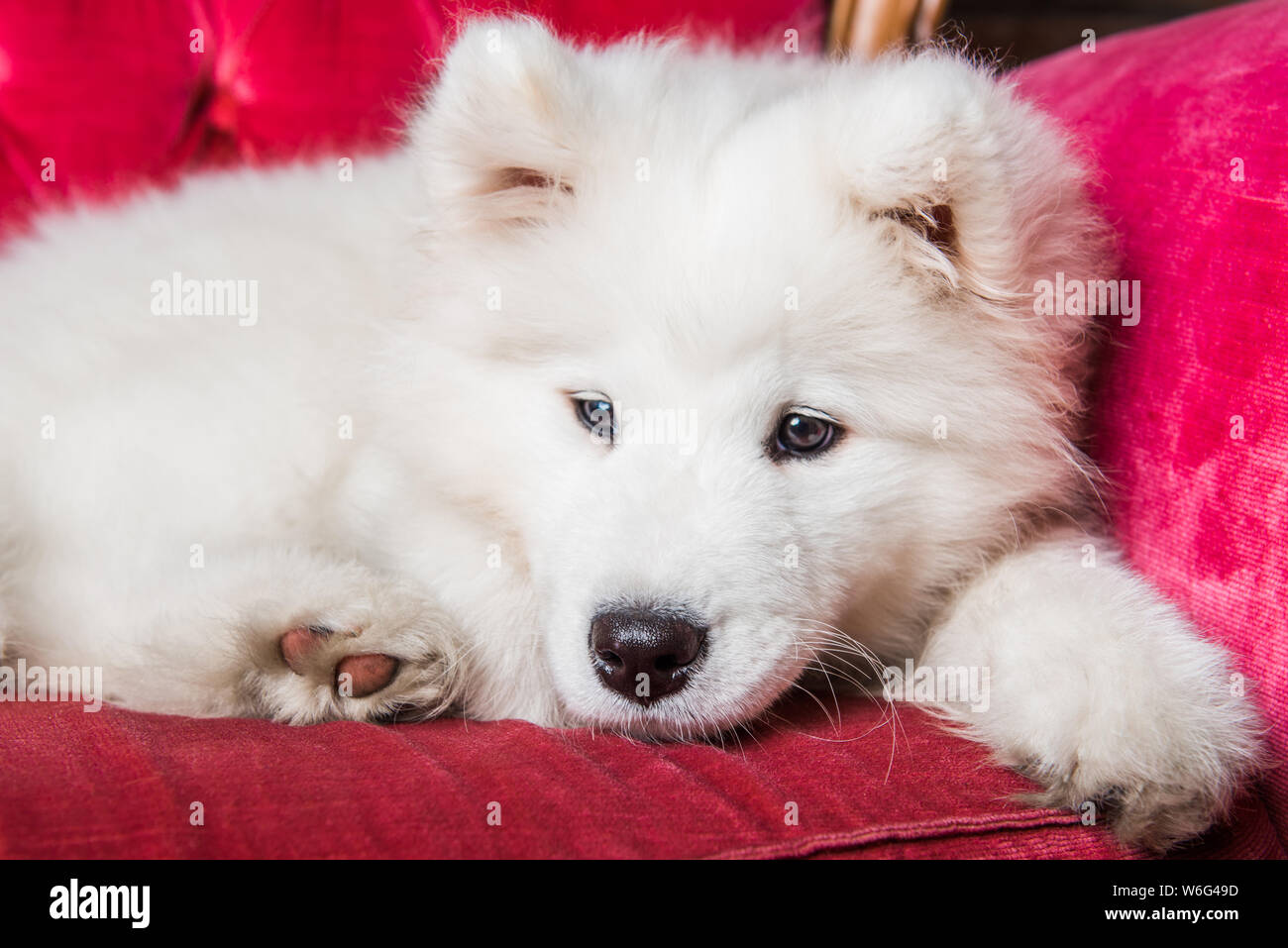Samoyed dog puppy on the red luxury couch Stock Photo - Alamy