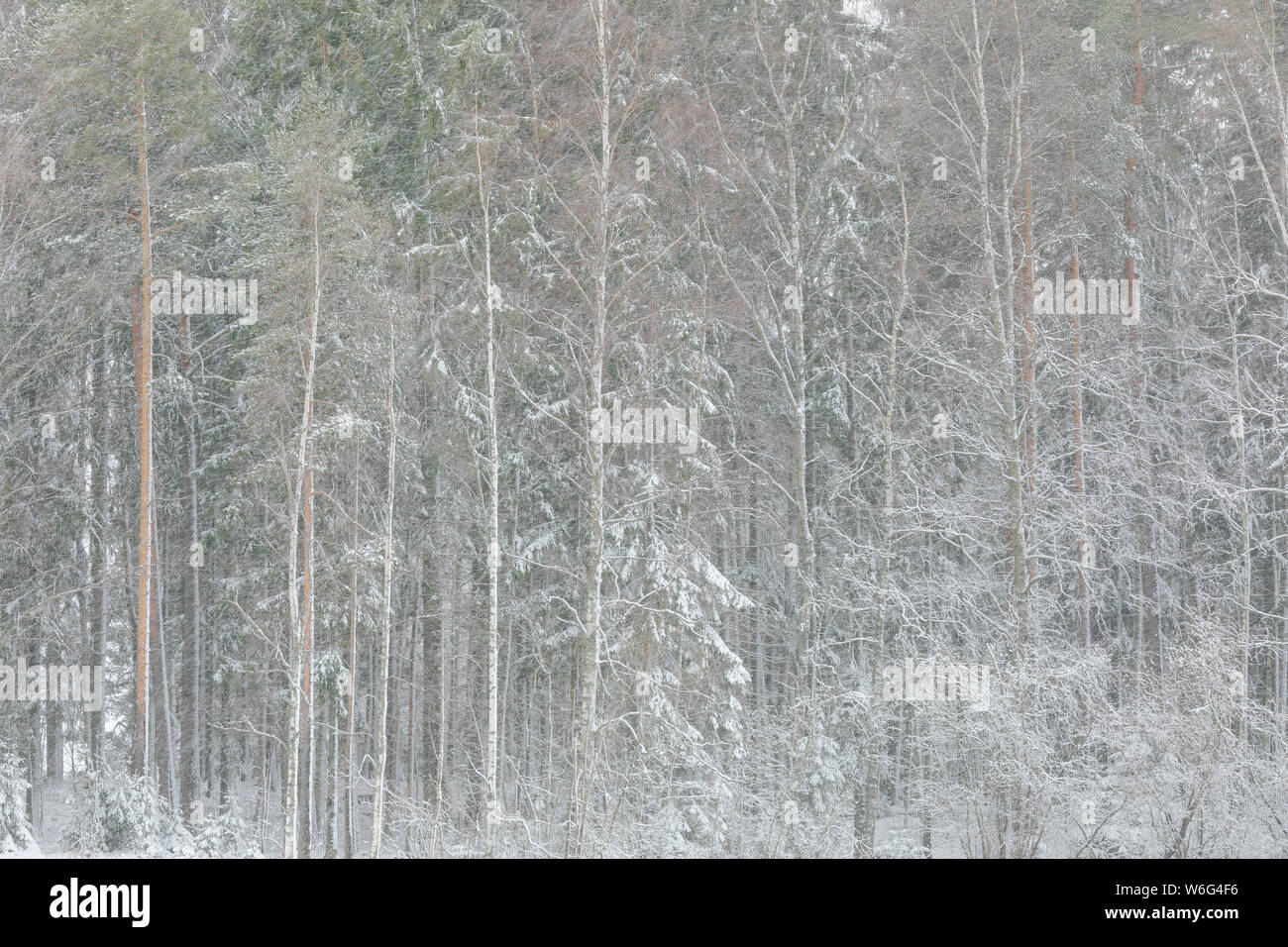 Snowfall wind hi-res stock photography and images - Alamy