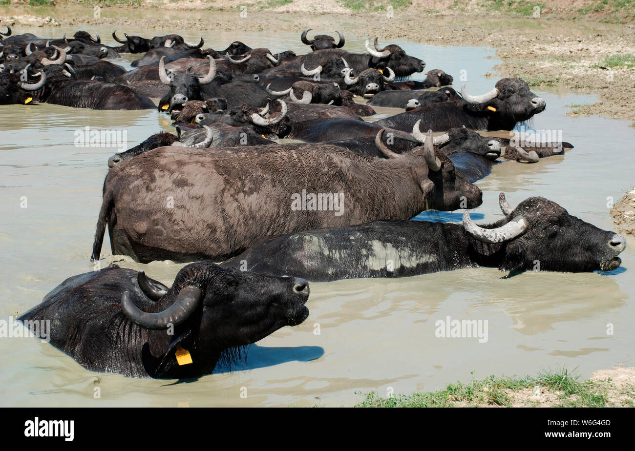 Buffalo wallow hi-res stock photography and images - Alamy