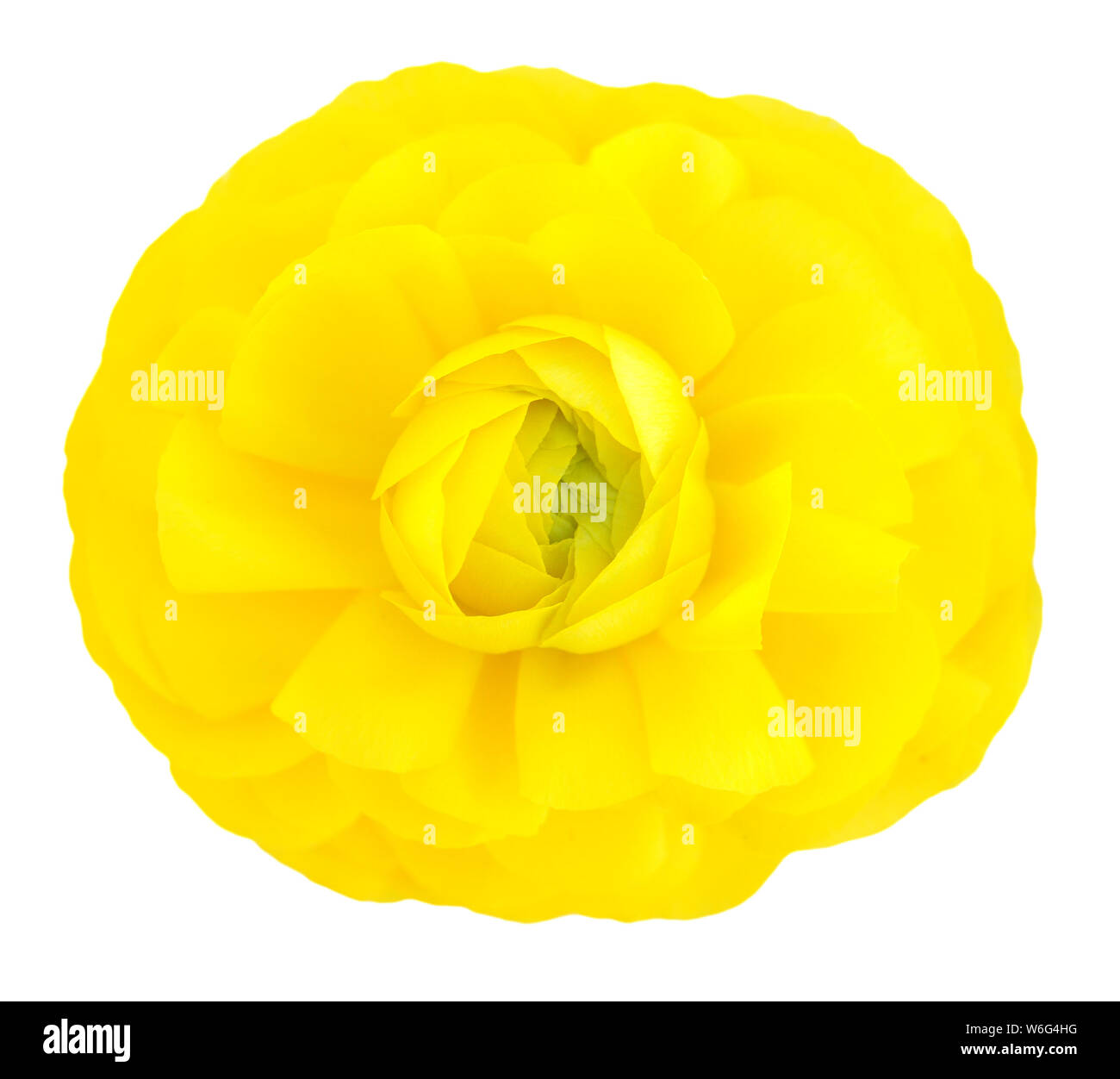 single yellow buttercup isolated on white background Stock Photo - Alamy