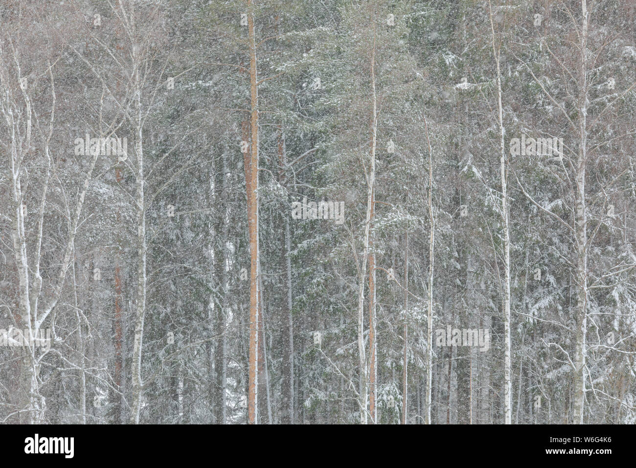 Strong wind and heavy snowfall blizzard in forest Stock Photo - Alamy