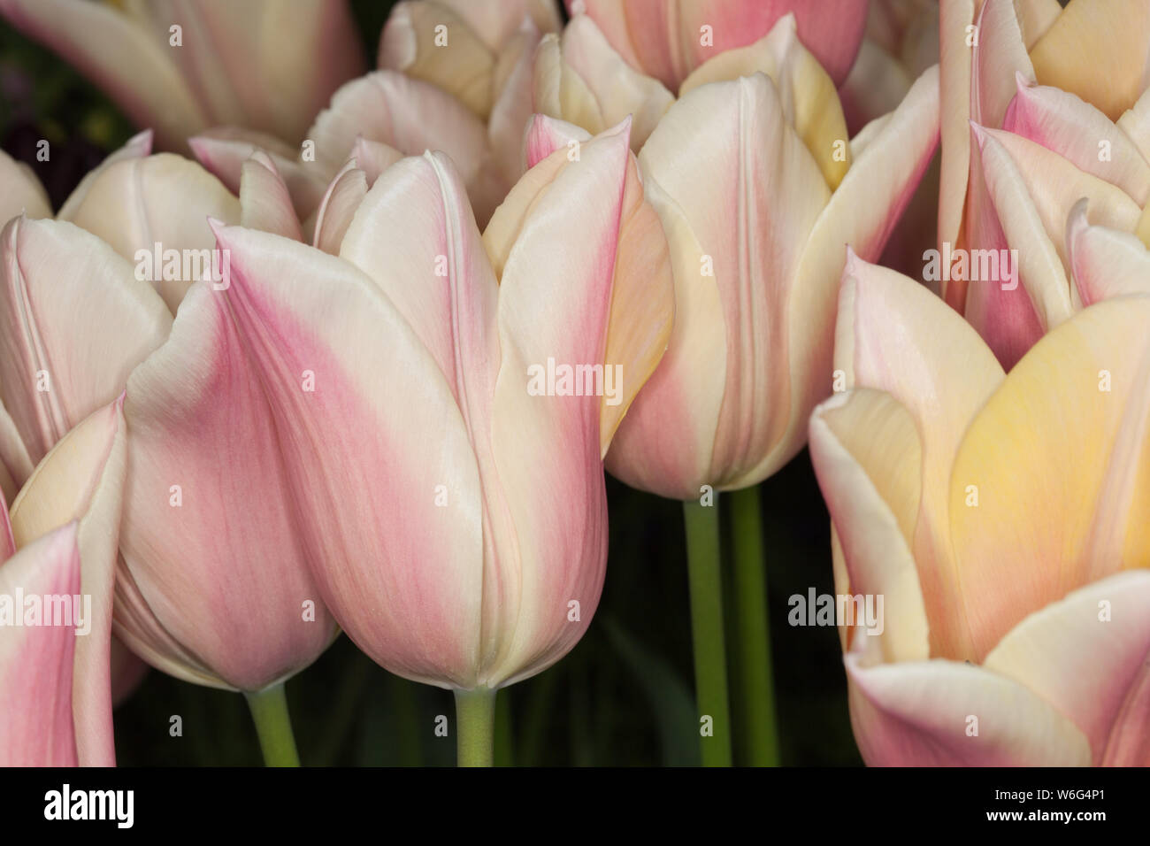 Blushing beauty tulip hi-res stock photography and images - Alamy