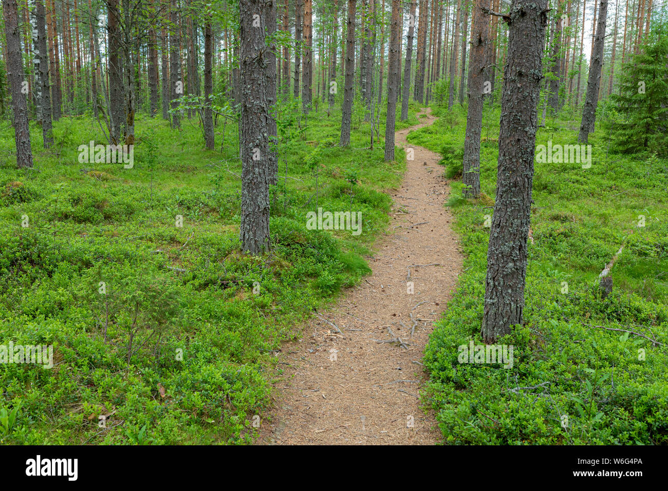 Small path trail in Finnish forest landscape Stock Photo - Alamy