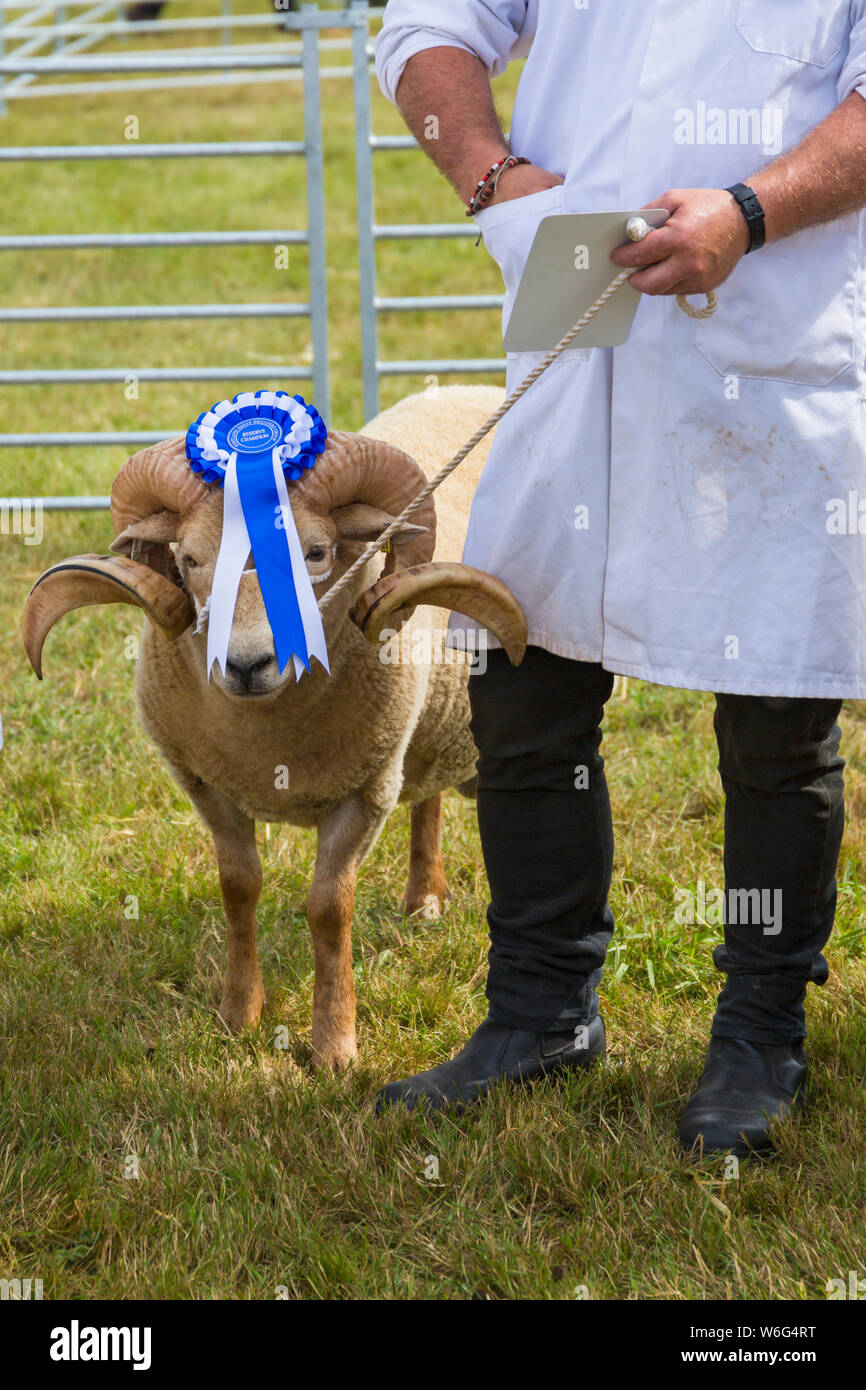 Judging sheep breeds hi-res stock photography and images - Alamy