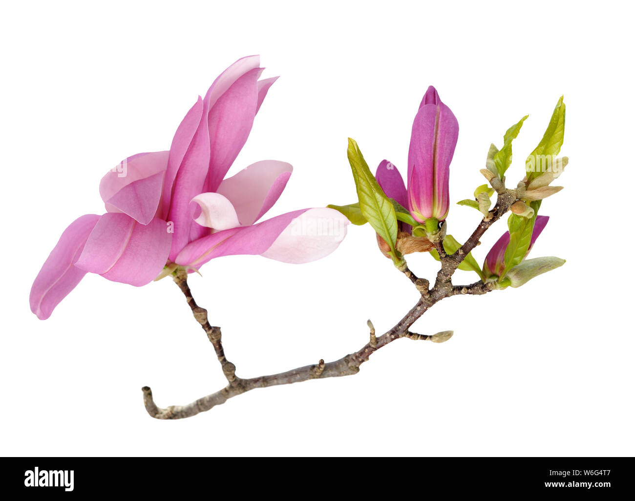 pink magnolia flower isolated on white background Stock Photo - Alamy