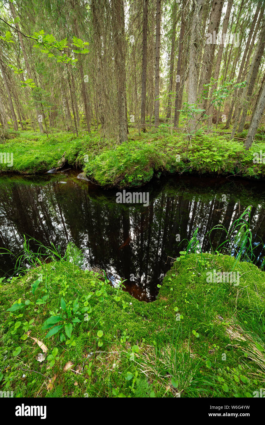 Still water river in forest at summer day Stock Photo - Alamy