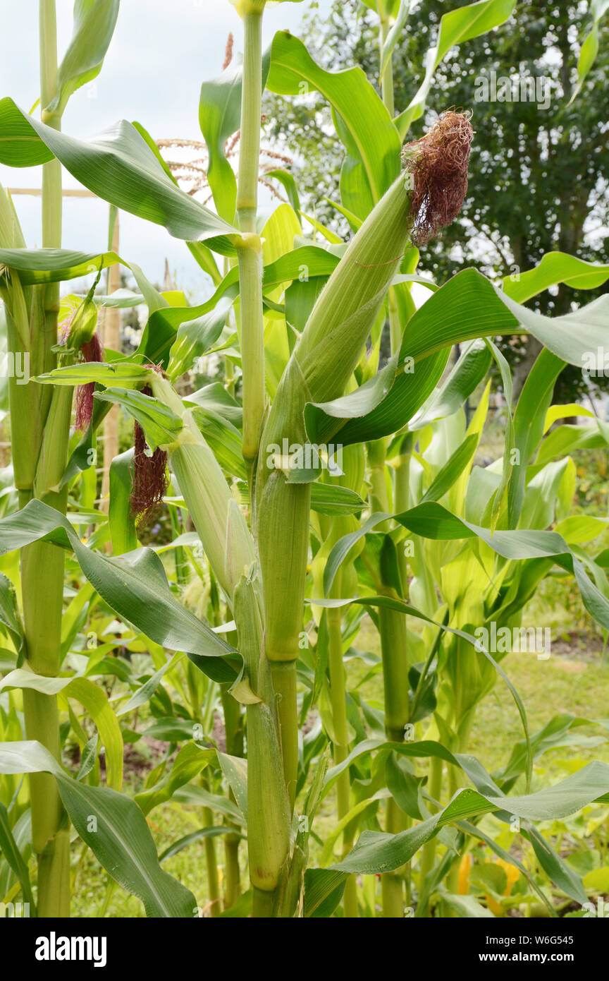 Fat sweetcorn cobs grow on Fiesta maize plants, with dark pollinated ...