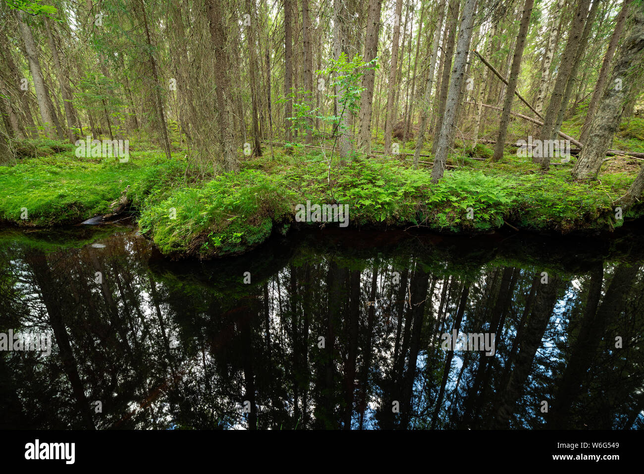 Still water ecosystem hi-res stock photography and images - Alamy