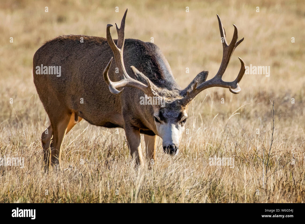 Side view mule deer buck hi-res stock photography and images - Alamy