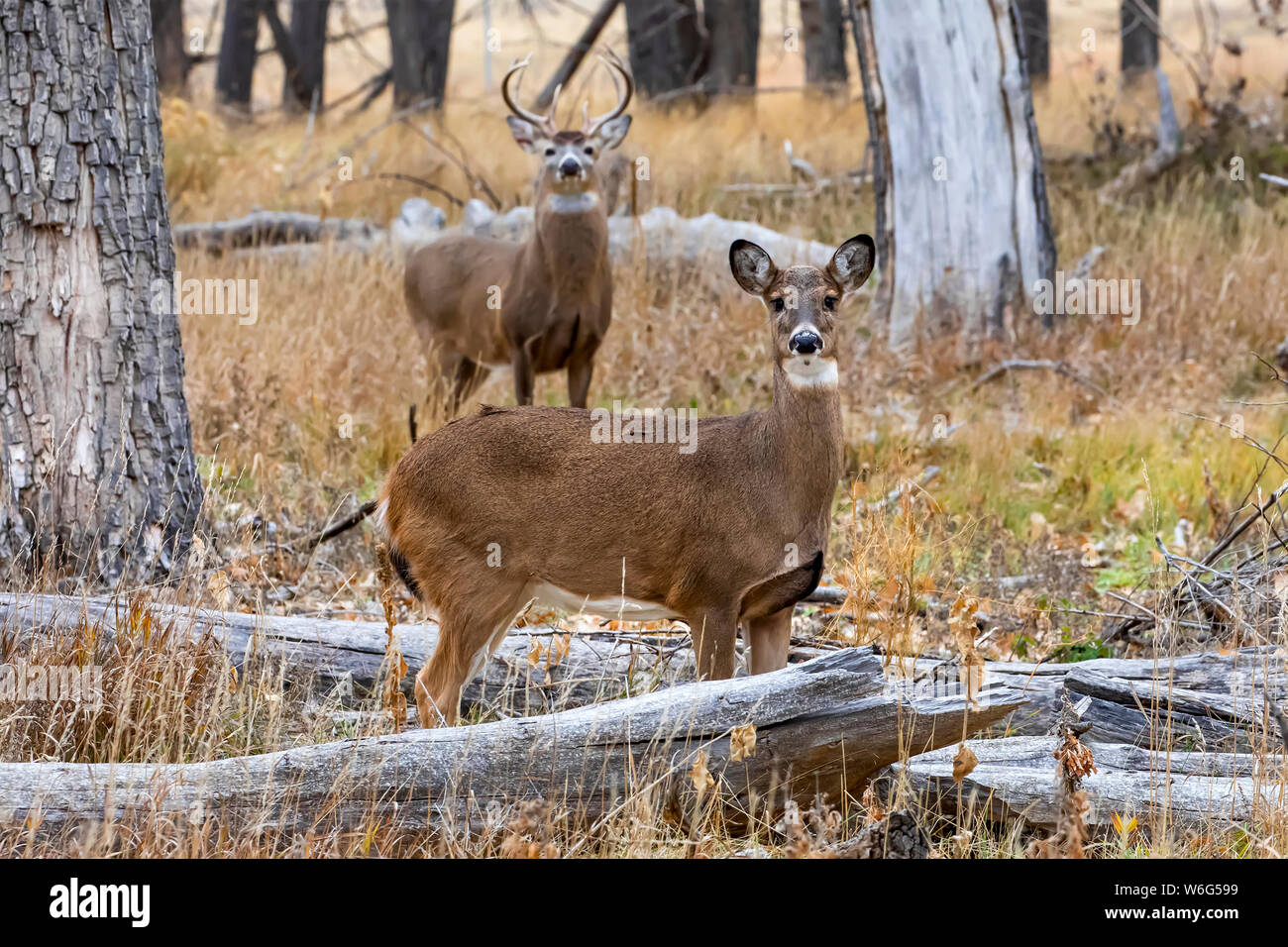 White-tailed deer (Odocoileus virginianus) buck and doe standing in a ...