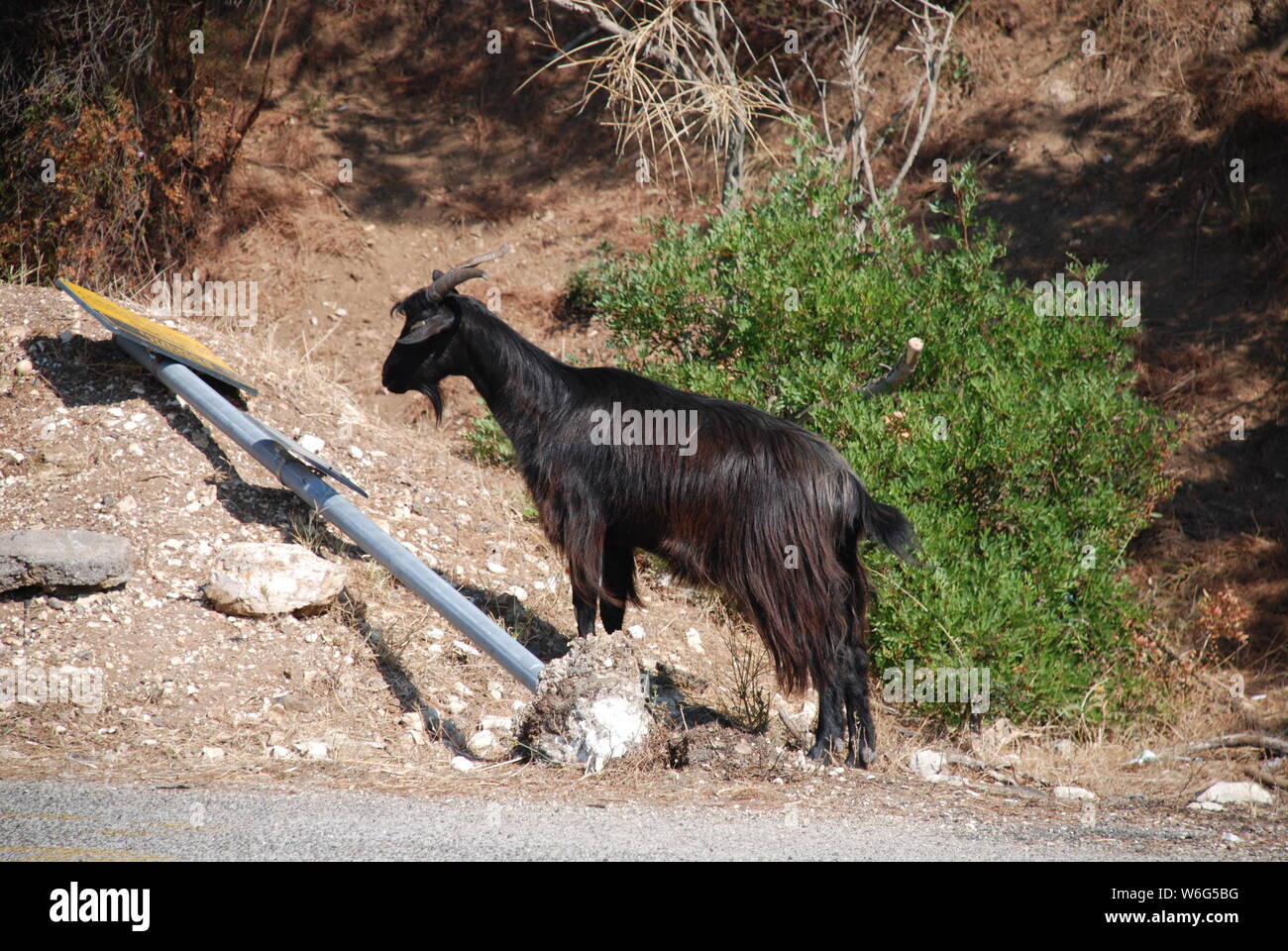 A black goat next to a knocked over road sign by the roadside away from ...