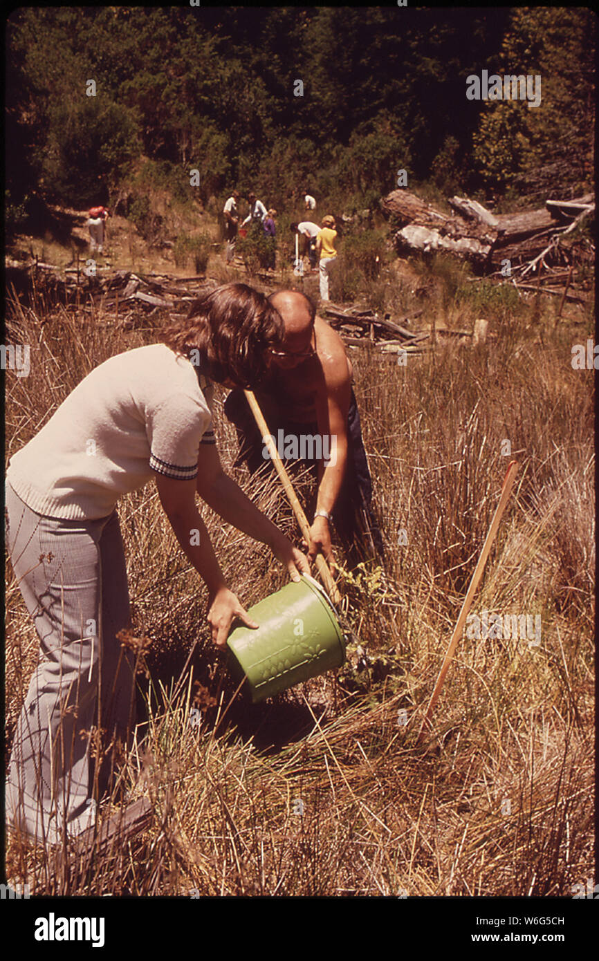 Conservationists Water Newly Planted Redwoods In Devastated Area Of Big ...