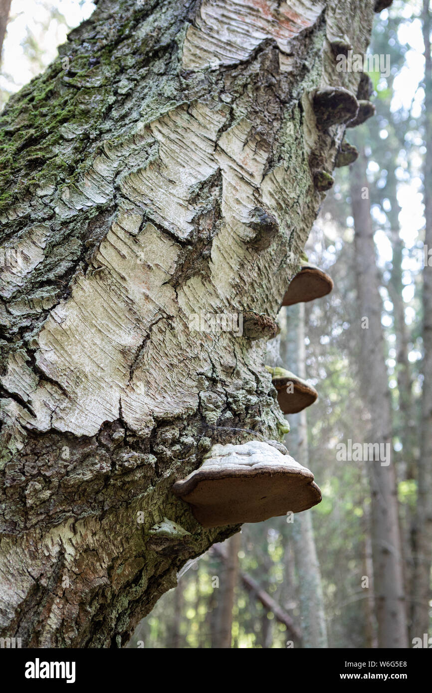 Decay forest hi-res stock photography and images - Alamy