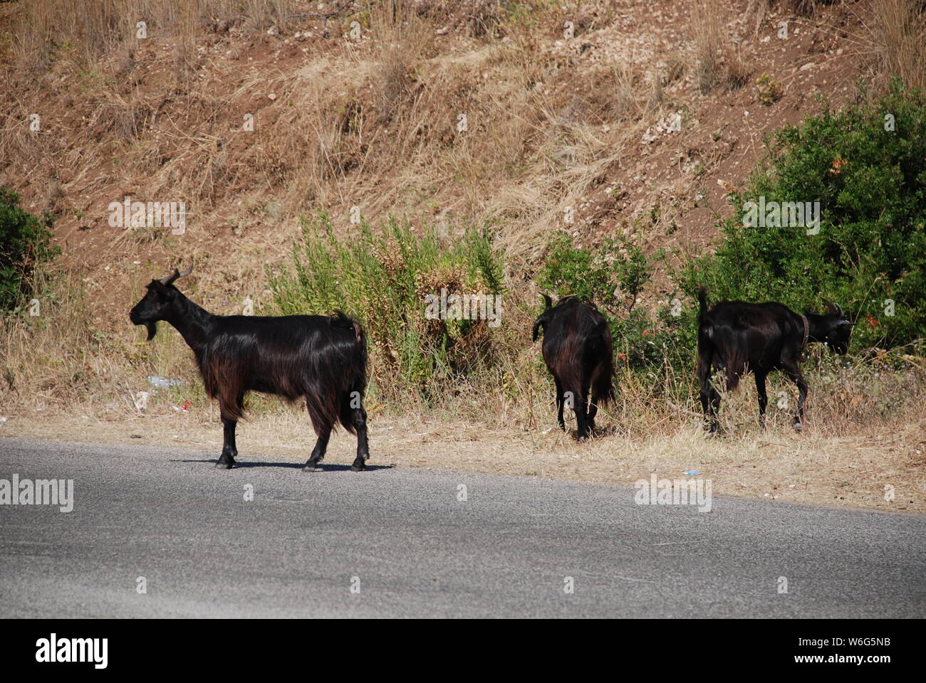 Three black goats by the roadside away from the rest of the herd ...