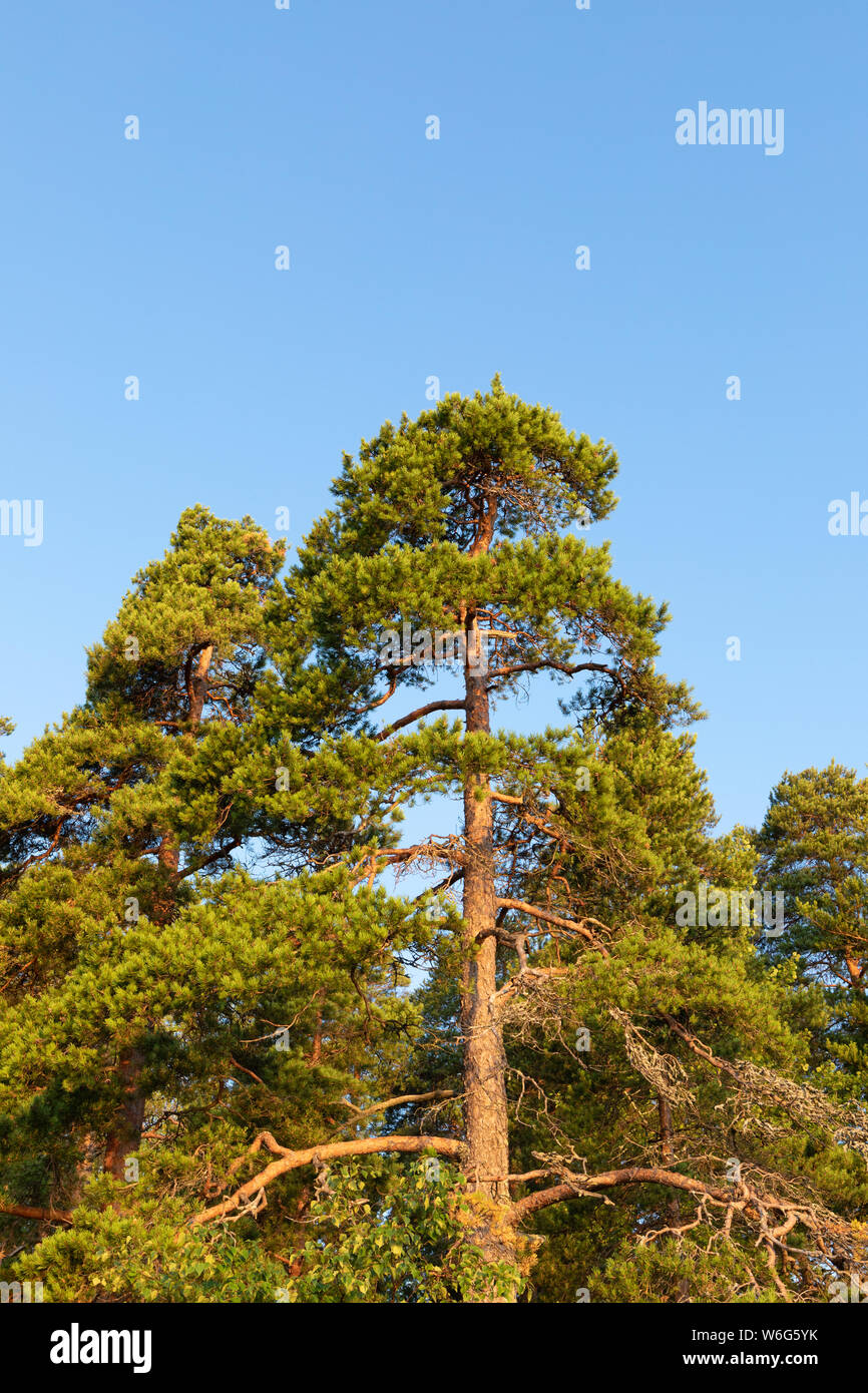 Lush pine hi-res stock photography and images - Alamy