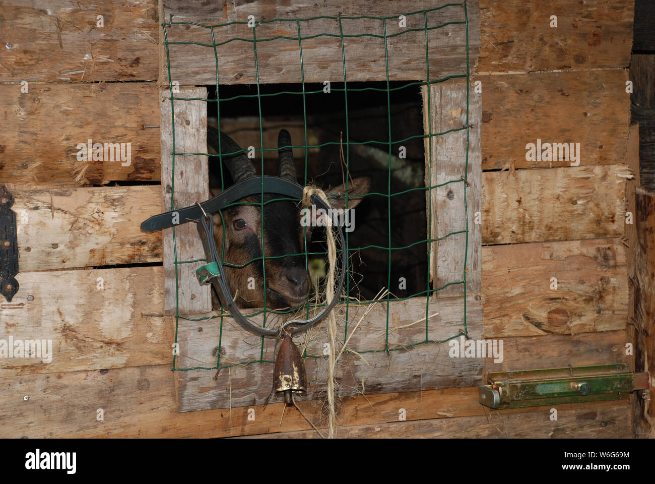 A brown goat at the window of a goat pen. Friuli-Venezia Giulia, Italy ...