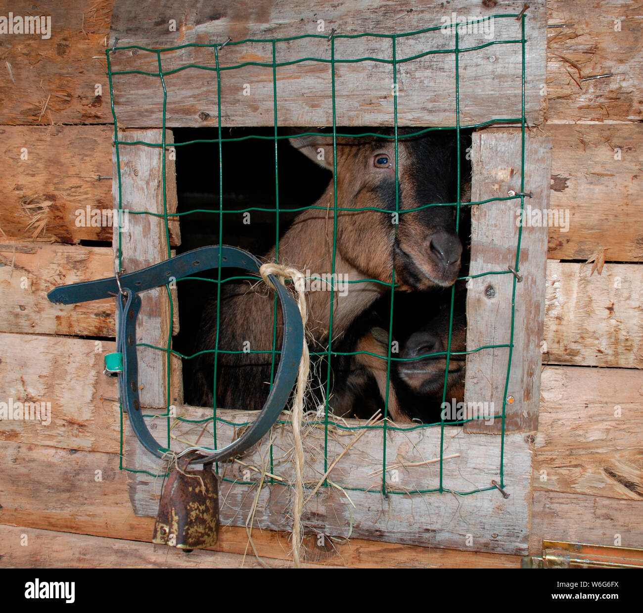 Two brown goats at the window of a goat pen. Friuli-Venezia Giulia ...