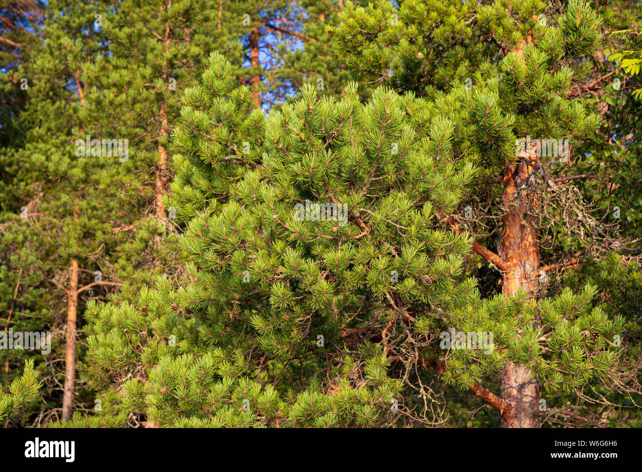 Lush pine tree branches in nature Stock Photo - Alamy