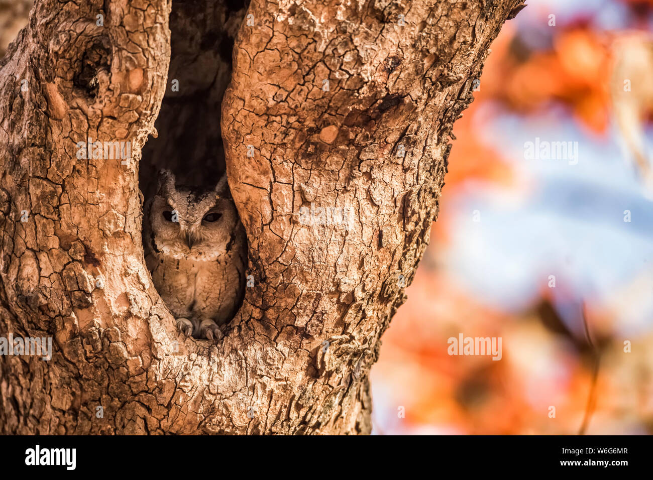 Northern Scops Owl (Strigidae); Rajasthan, India Stock Photo - Alamy
