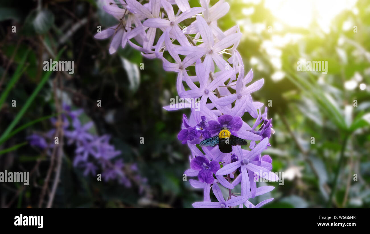 Violet bell flower with bumble bee on blurred green natural background ...