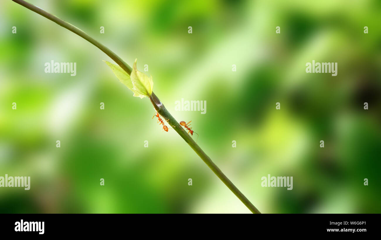Close up red ant on stick tree in nature at thailand,red ant on tree ...