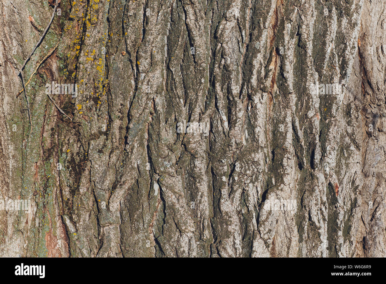 Bark of old big oak tree texture in black and white. Abstract ...