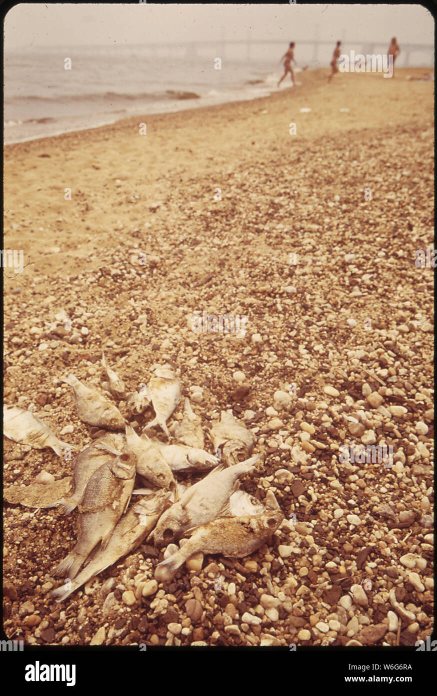 DEAD FISH WASHED ASHORE AT SANDY POINT STATE PARK Stock Photo - Alamy