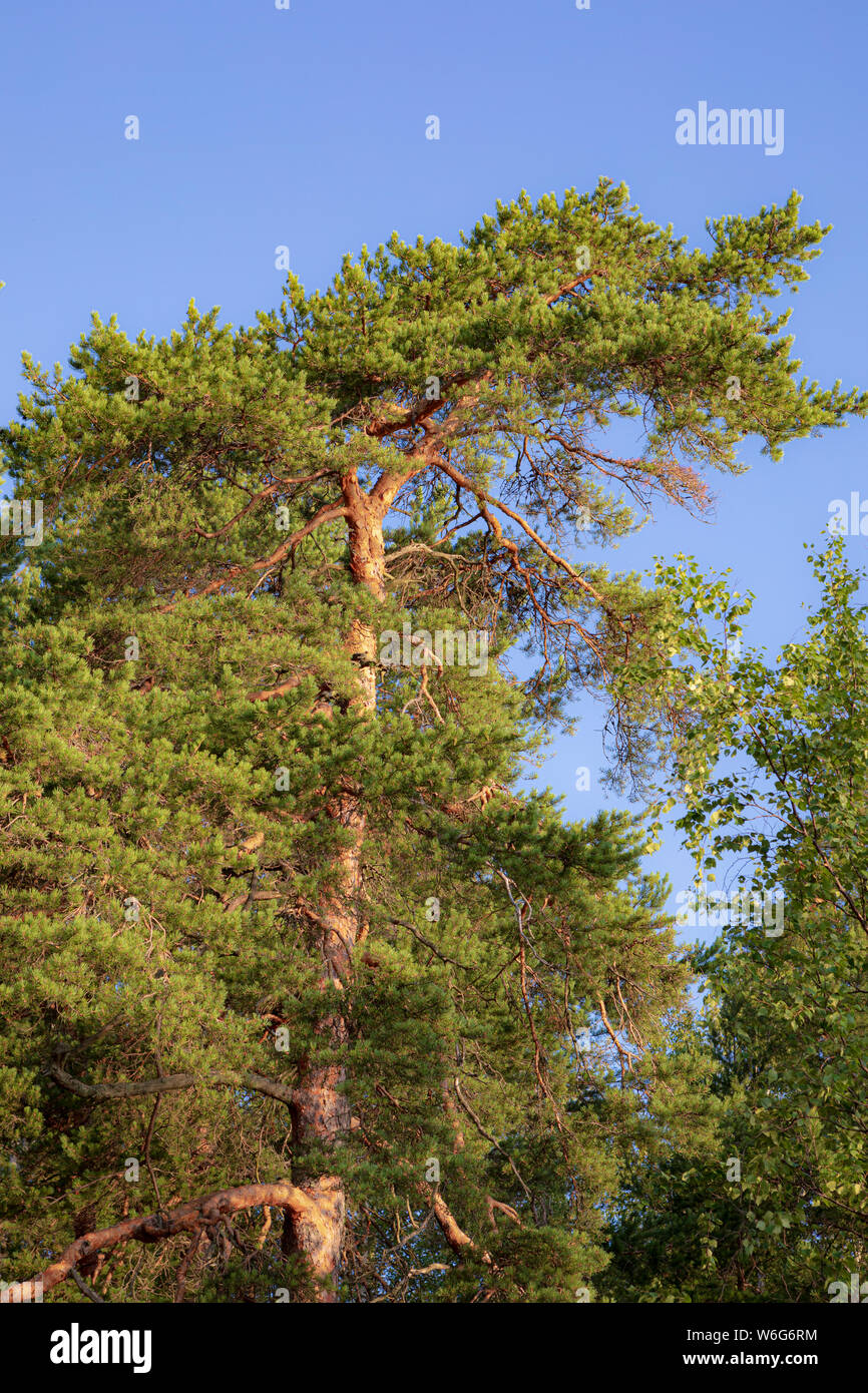 Lush pine hi-res stock photography and images - Alamy