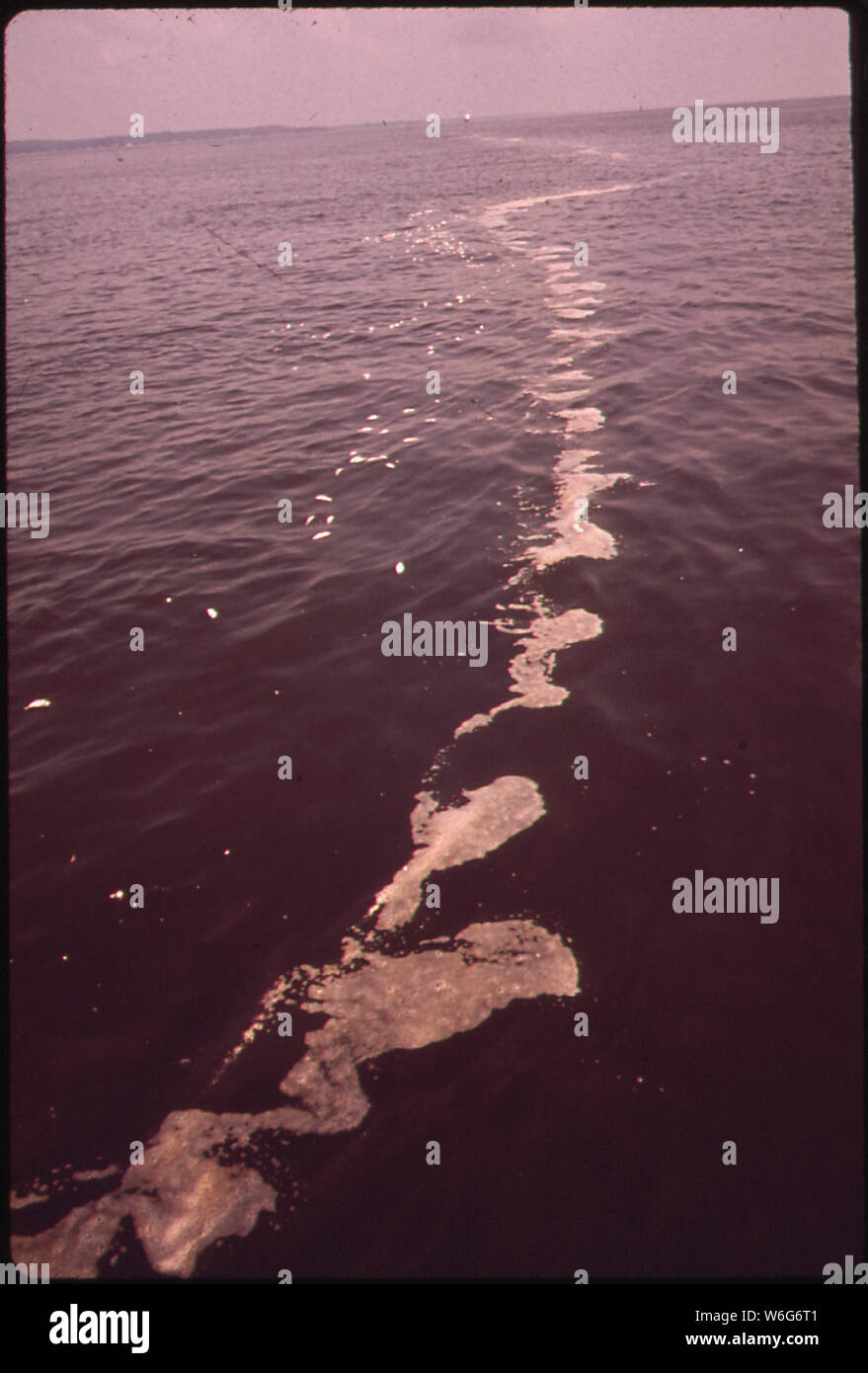 DEAD MENHADEN FLOAT ALONG THE TIDE LINE JUST NORTH OF CHESAPEAKE BAY ...