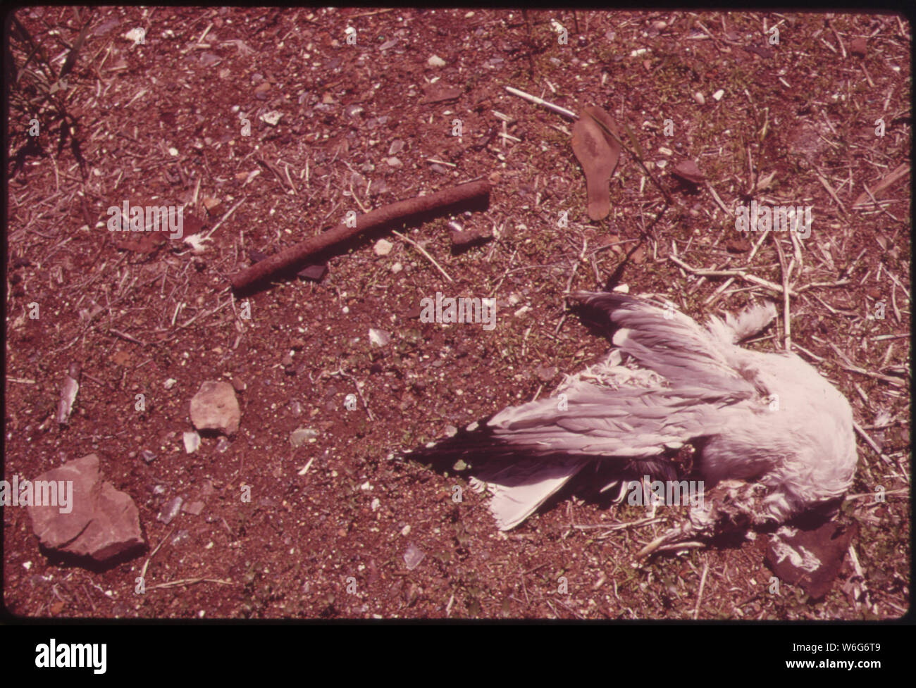 DEAD GULL NEAR ENTRANCE TO GREAT KILLS PARK ON STATEN ISLAND Stock ...